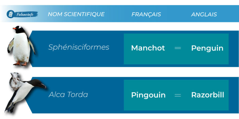 Quelle est la différence entre un manchot et un pingouin ? - Fulano Info